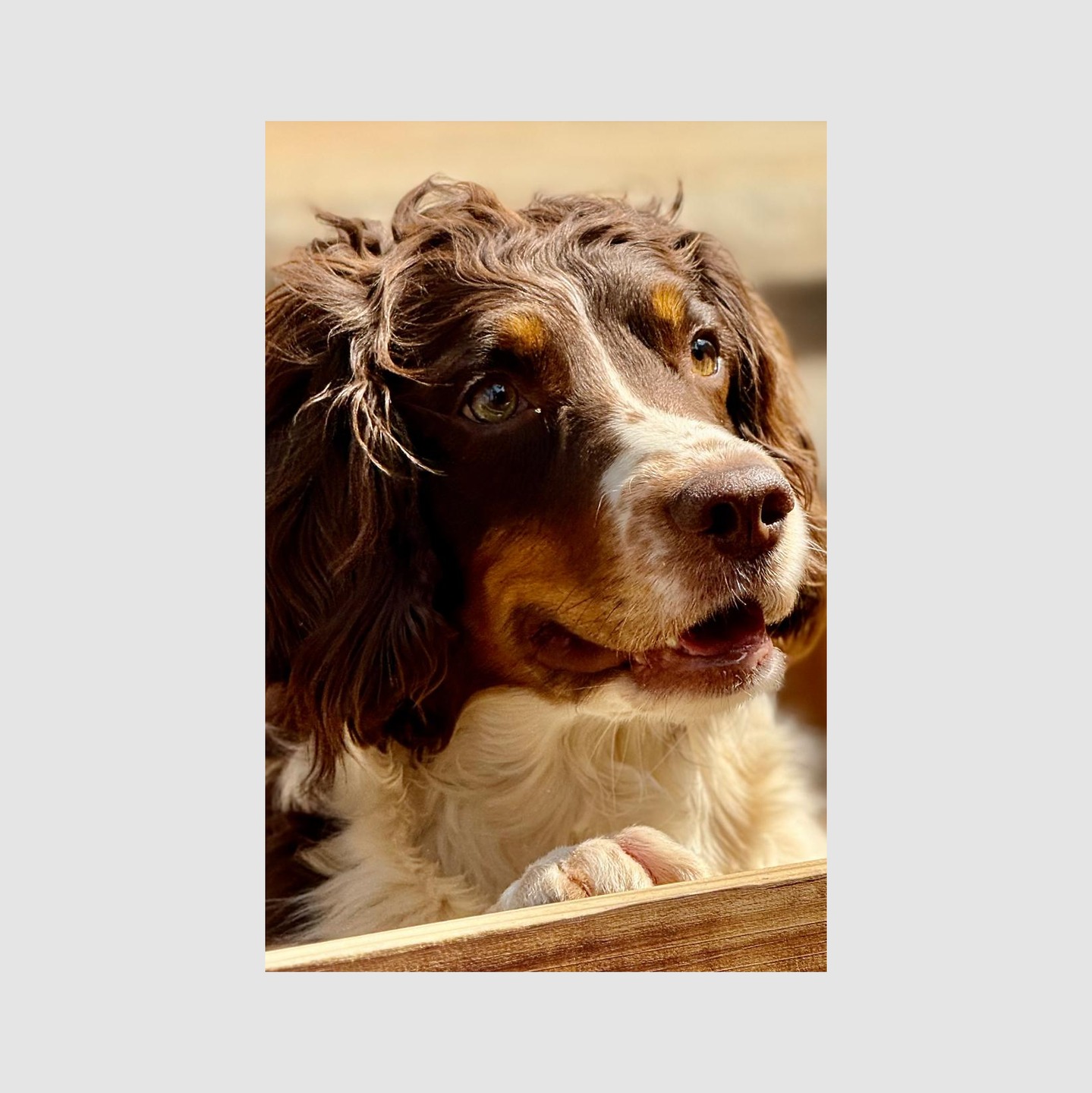 LandenVlei Premier Working Line Springer Spaniels
